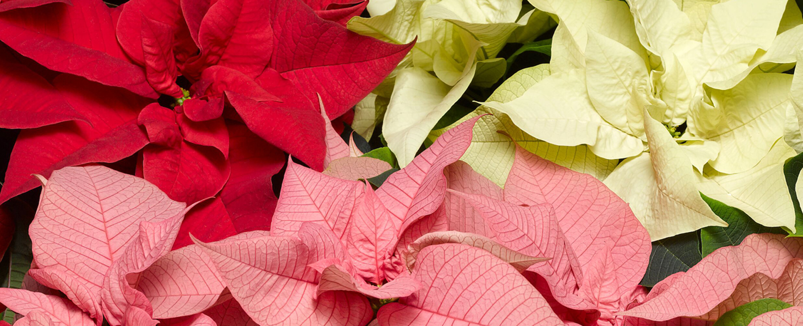 Poinsettias - Express Seed Company
